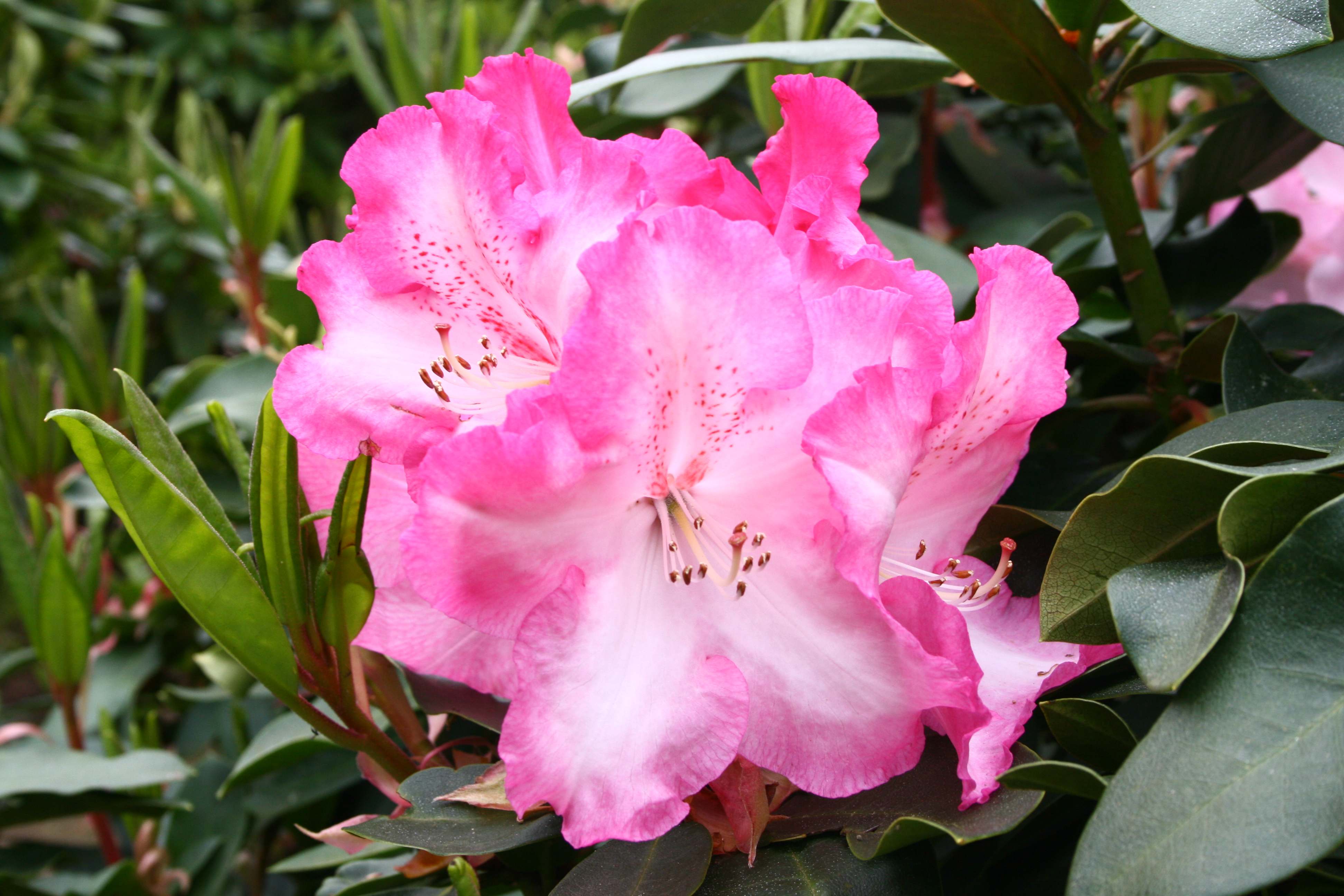 Deutsche Genbank Rhododendron