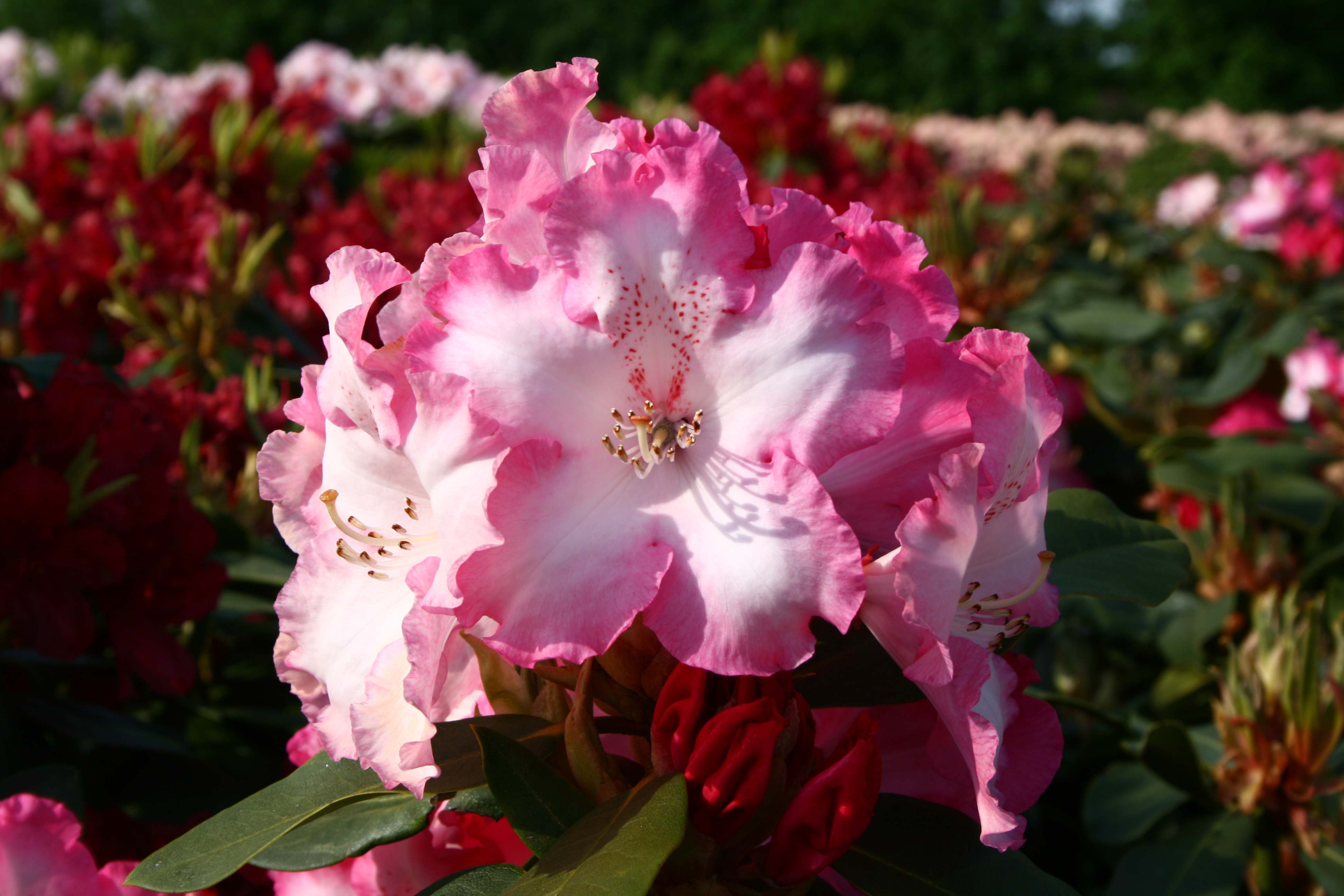 Deutsche Genbank Rhododendron