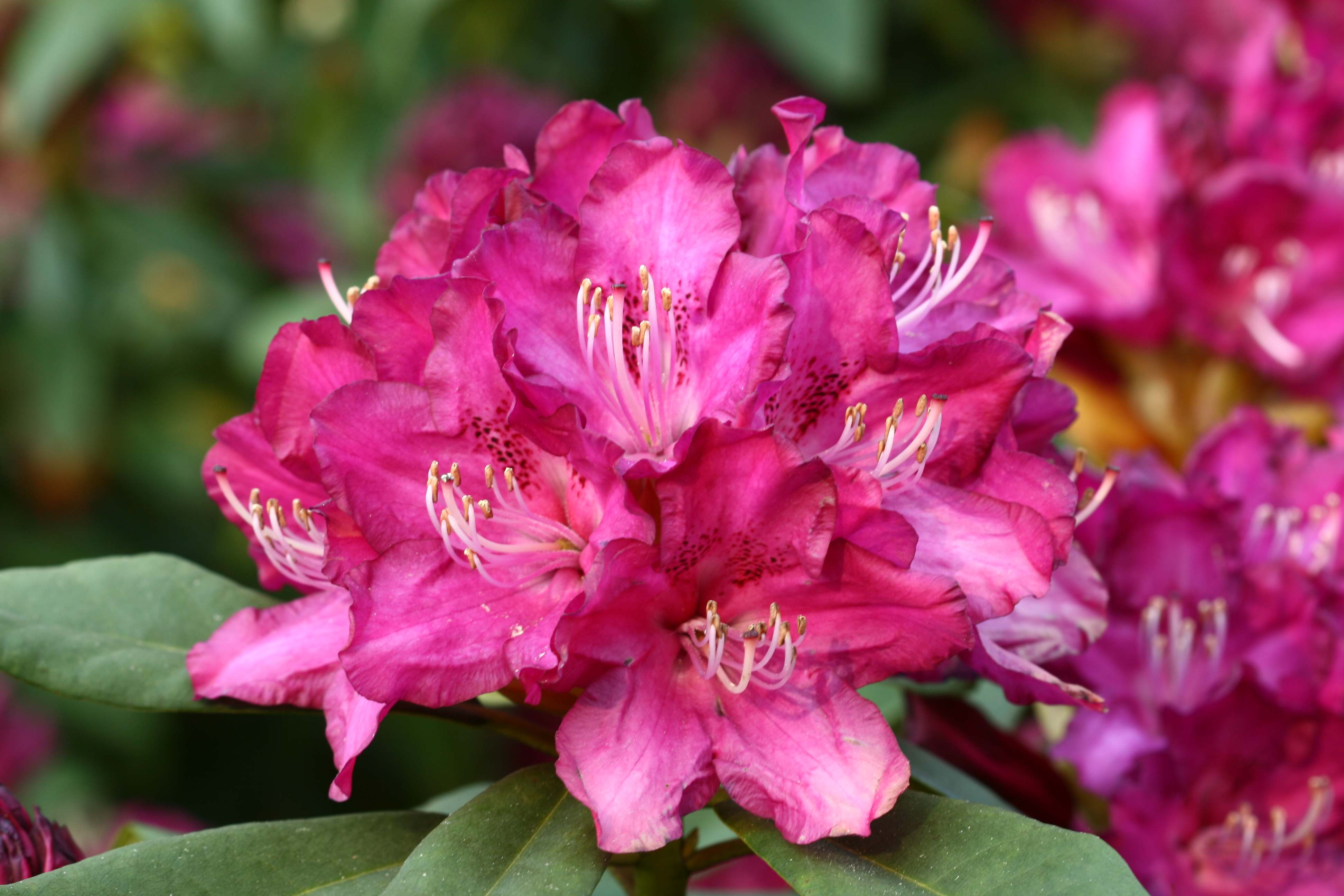 Deutsche Genbank Rhododendron