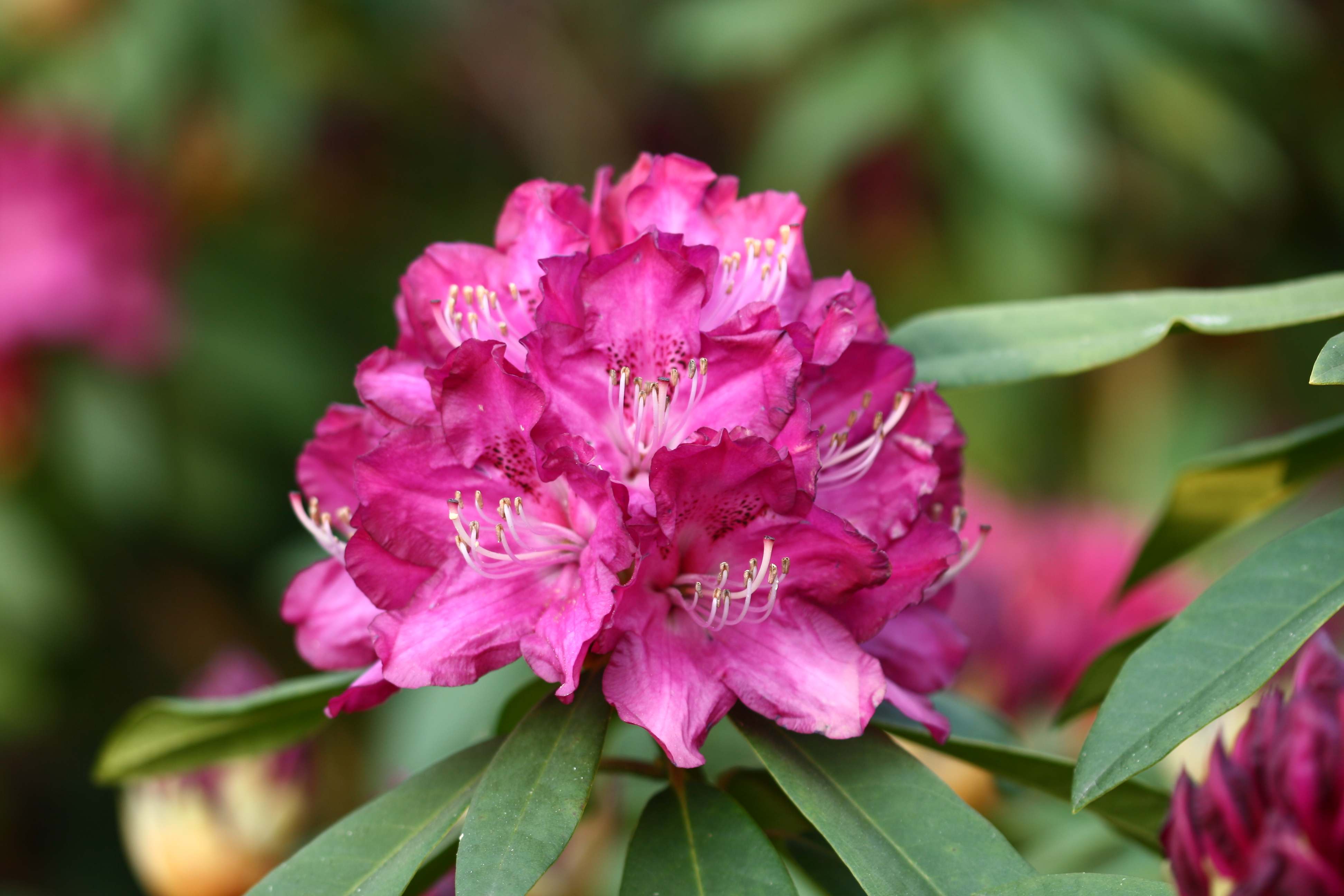 Deutsche Genbank Rhododendron