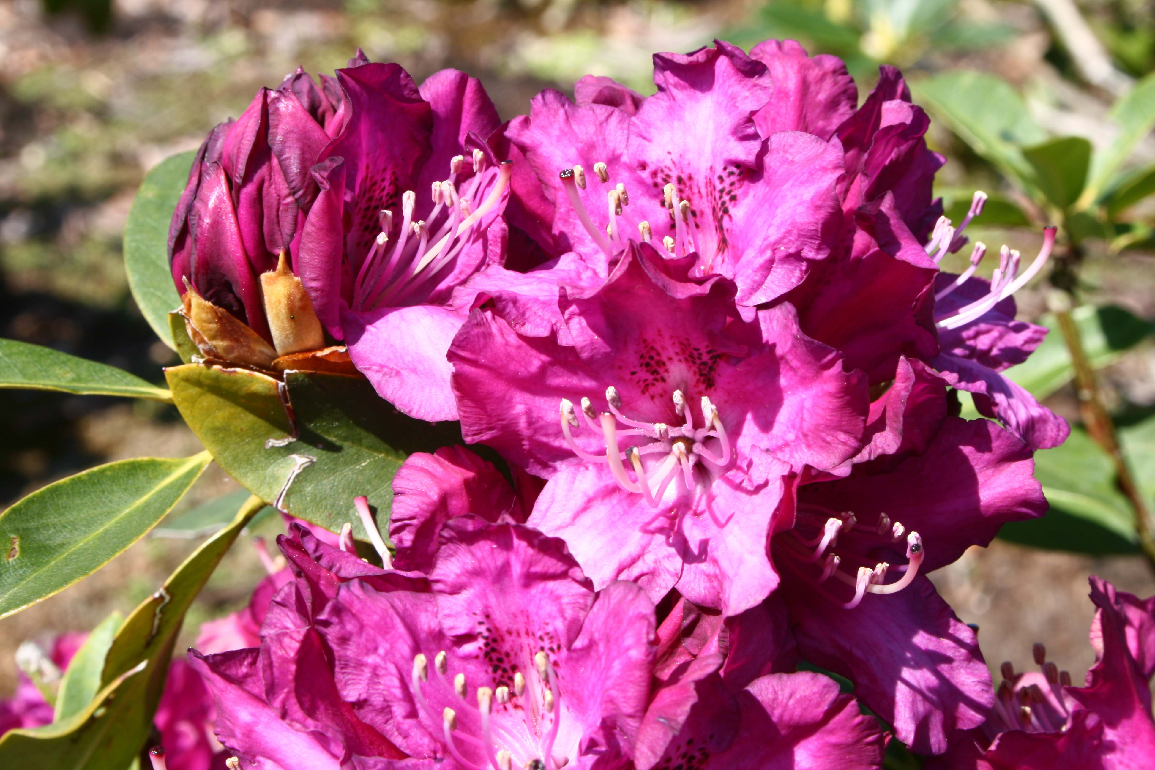 Deutsche Genbank Rhododendron